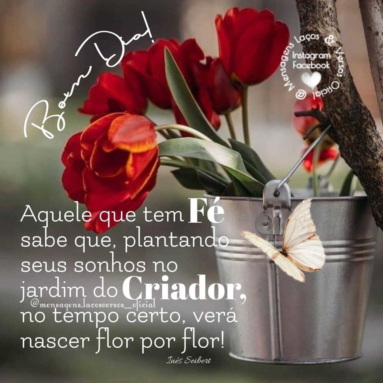 Imagens belas do Bom Dia para WhatsApp 495 - ImagensBomDia.net